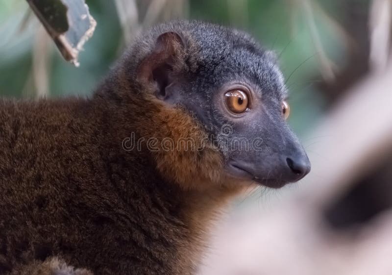 Red Collared Lemur Closeup Stock Photos - Free & Royalty-Free Stock ...
