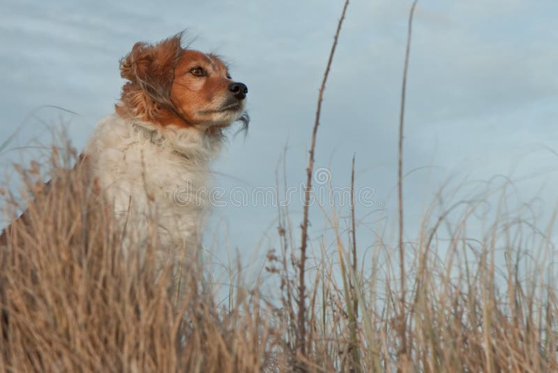 Red Collie Type Dog in Ammophila Marram Grass at B Stock Image - Image ...
