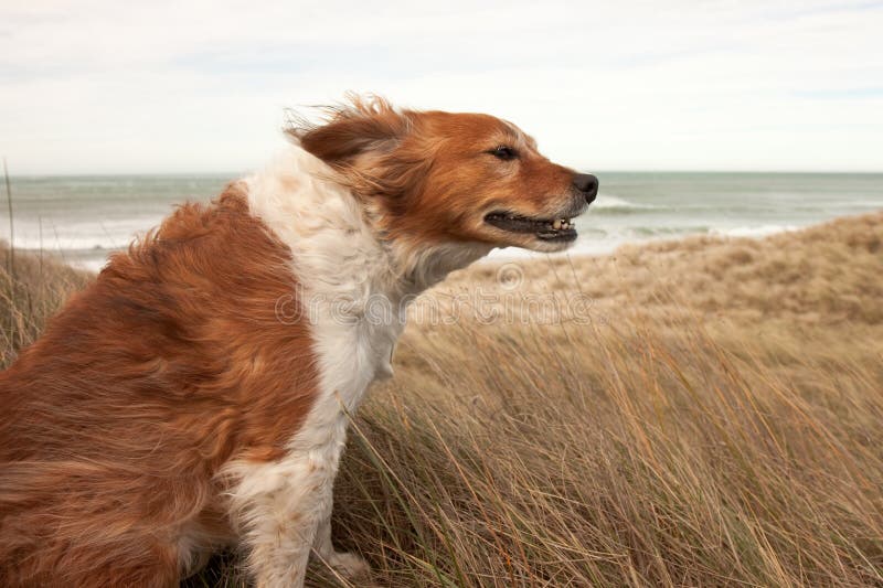 Red Collie Type Dog in Ammophila Marram Grass at B Stock Photo - Image ...