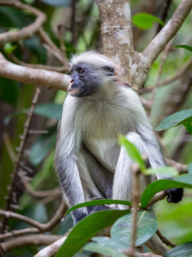 Red Colobos Monkey in Forest Stock Image - Image of outdoor, natural ...