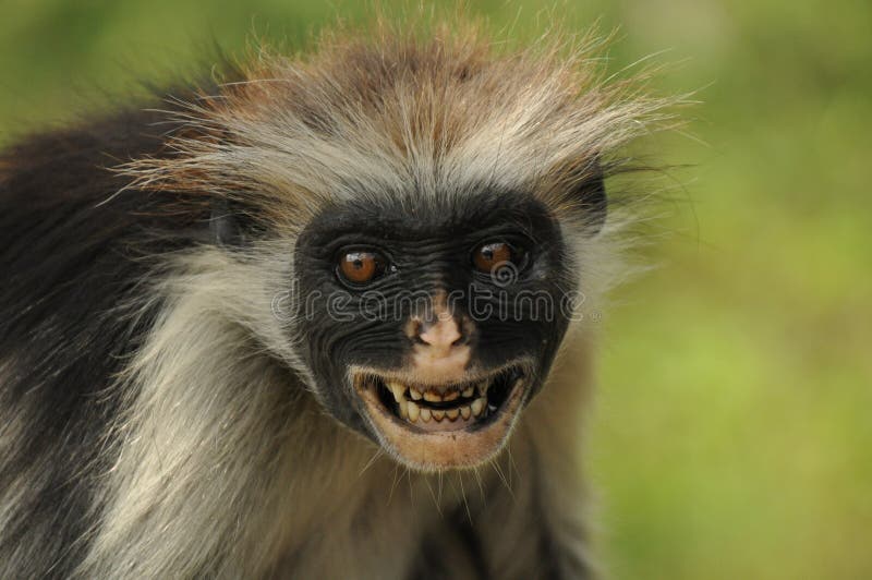 Red colobus monkey editorial stock photo. Image of curious - 27385233 Red colobus monkey editorial stock photo. Image of curious - 27385233