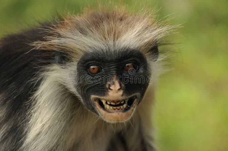 6,918 Monkey Smile Stock Photos - Free & Royalty-Free Stock Photos from ...
