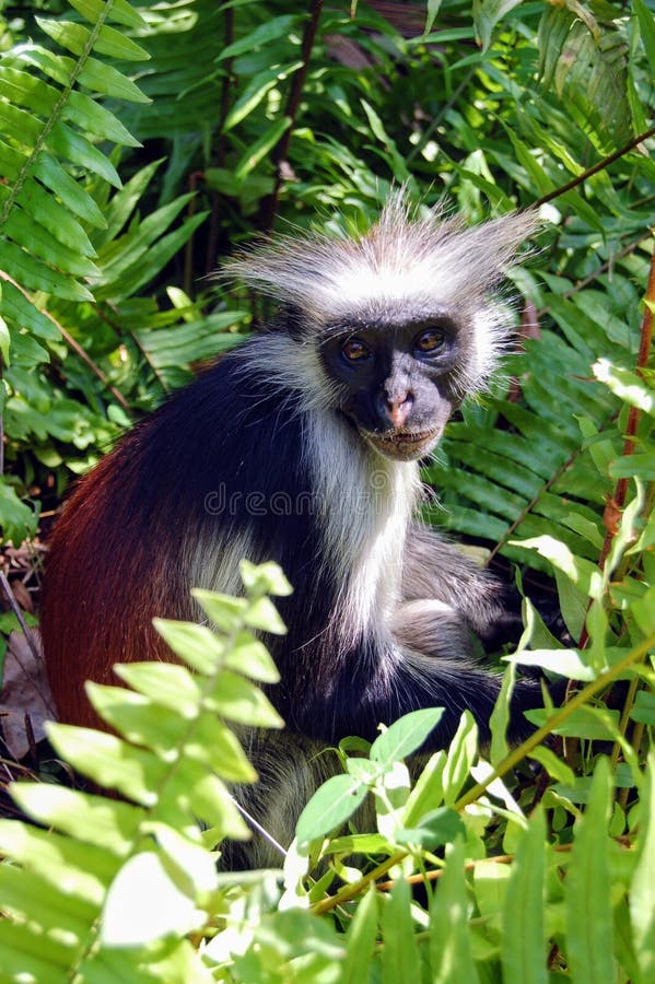 A Red Colobus Monkey Content and Deep in Thought Stock Photo - Image of ...