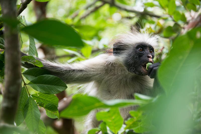 Red Colobus Monkey, Jozani Forest, Zanzibar Stock Image - Image of ... Red Colobus Monkey, Jozani Forest, Zanzibar Stock Image - Image of ...