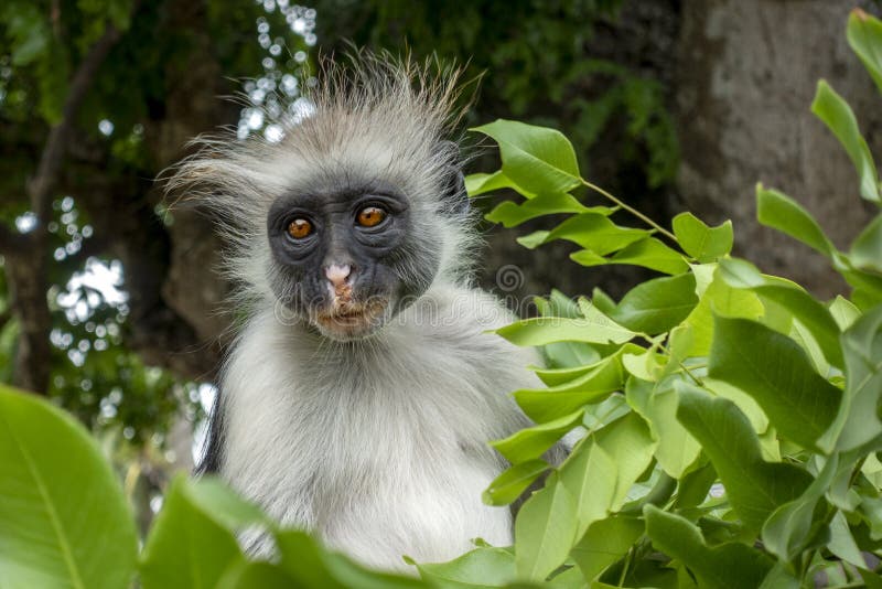 Red Colobus Monkey - Portrait,close Up in a Natural Environment ... Red Colobus Monkey - Portrait,close Up in a Natural Environment ...