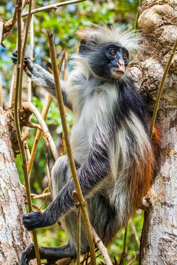Red Colobus Monkey in Tree (2) Stock Photo - Image of endangerd, africa ...