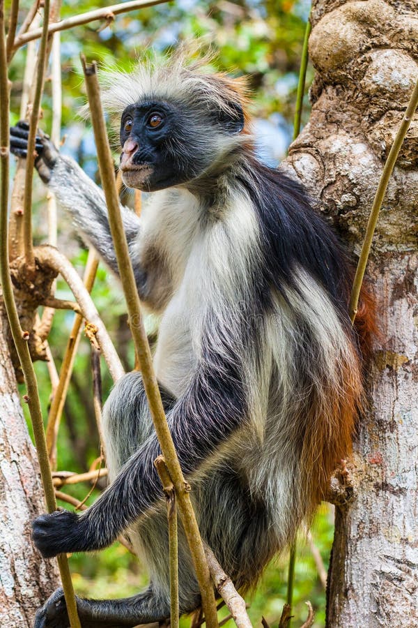 Red Colobus Monkey in tree stock photo. Image of scary - 27076818