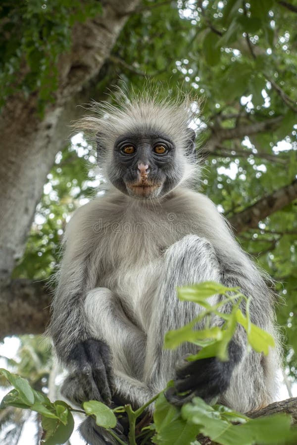Red Colobus Monkey in a Natural Environment, Zanzibar Stock Photo ...