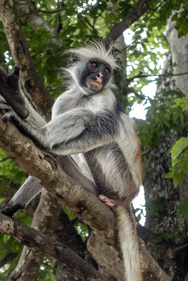 Red Colobus Monkey in a Natural Environment, Zanzibar Stock Image ...