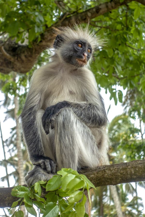 Red Colobus Monkey in a Natural Environment, Zanzibar Stock Image ...