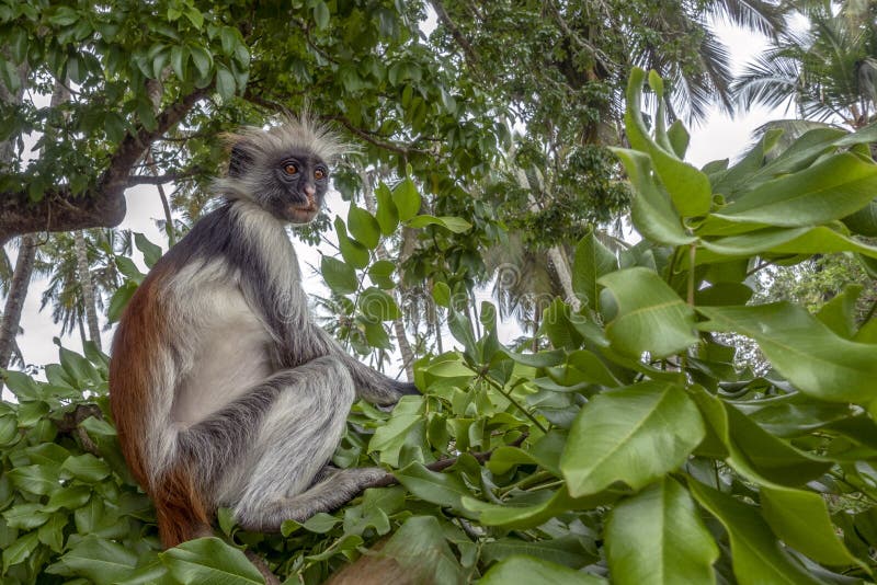 Red Colobus Monkey - Portrait,close Up in a Natural Environment ... Red Colobus Monkey - Portrait,close Up in a Natural Environment ...