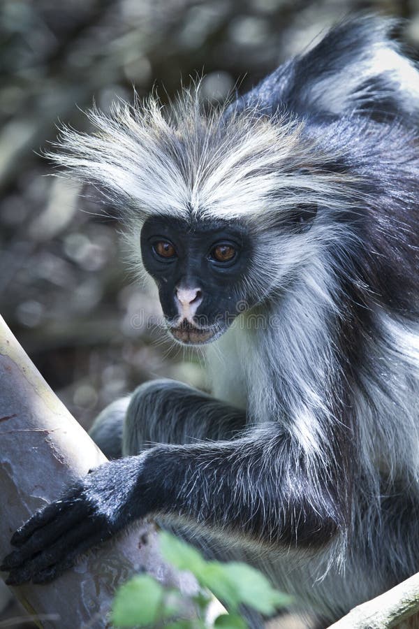 Red Colobus Monkeys at Jozani Forest in Zanzibar, Stock Photo - Image ... Red Colobus Monkeys at Jozani Forest in Zanzibar, Stock Photo - Image ...