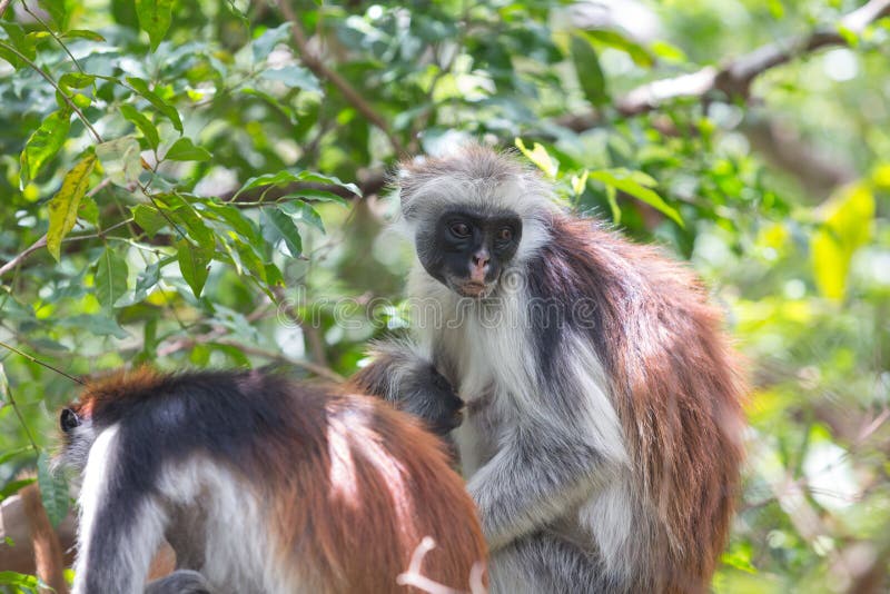 Red Colobus Piliocolobus Kirki Monkey Stock Photo - Image of ecology ... Red Colobus Piliocolobus Kirki Monkey Stock Photo - Image of ecology ...