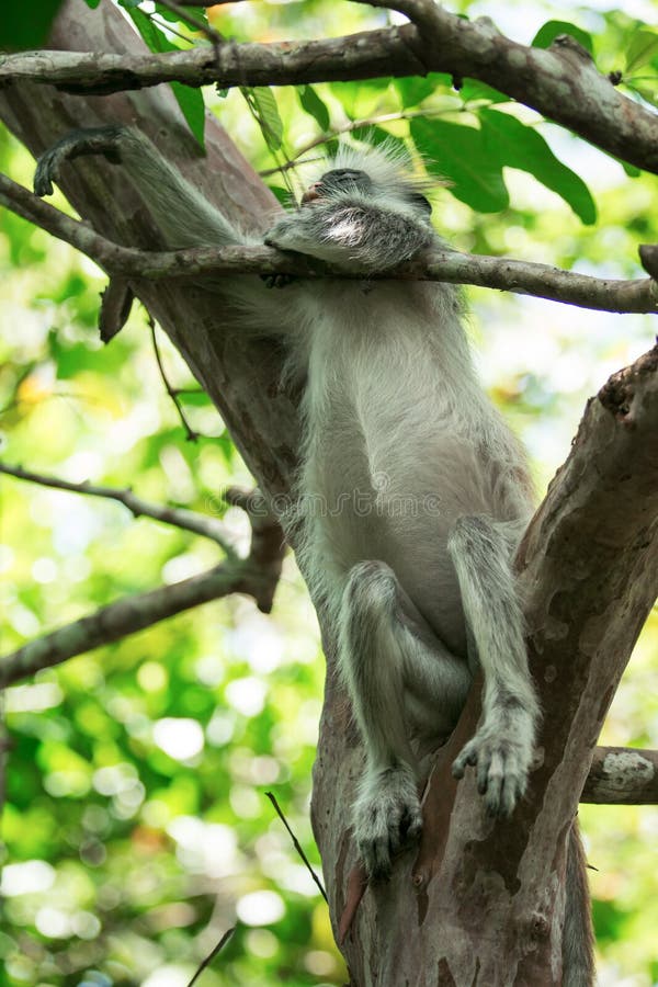 Red Colobus Piliocolobus Kirki Monkey on the Deposed Wood , Jozani ... Red Colobus Piliocolobus Kirki Monkey on the Deposed Wood , Jozani ...