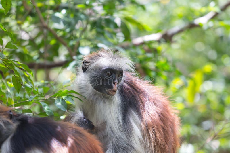 Red Colobus Piliocolobus Kirki Monkey Stock Image - Image of branch ... Red Colobus Piliocolobus Kirki Monkey Stock Image - Image of branch ...