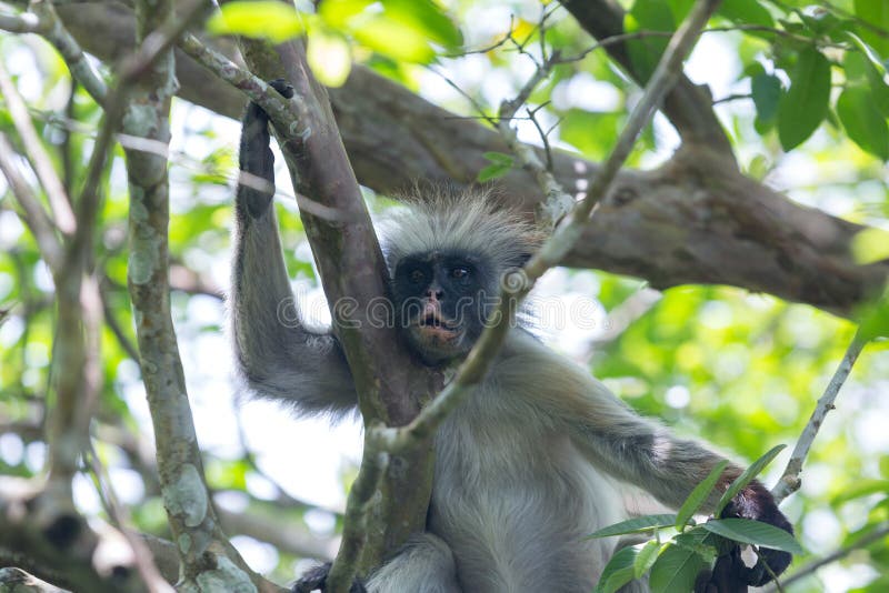 Red Colobus Piliocolobus Kirki Monkey Zanzibar, Tanzania Stock Image ... Red Colobus Piliocolobus Kirki Monkey Zanzibar, Tanzania Stock Image ...