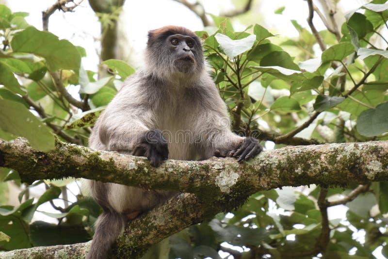 Uganda Red Colobus Stock Photos - Free & Royalty-Free Stock Photos from ...