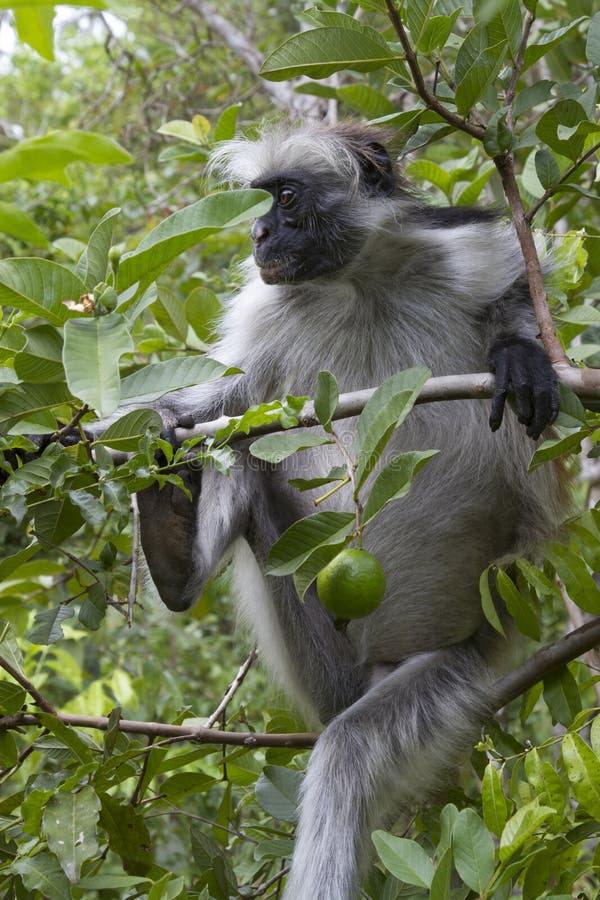 Uganda Red Colobus Stock Photos - Free & Royalty-Free Stock Photos from ... Uganda Red Colobus Stock Photos - Free & Royalty-Free Stock Photos from ...
