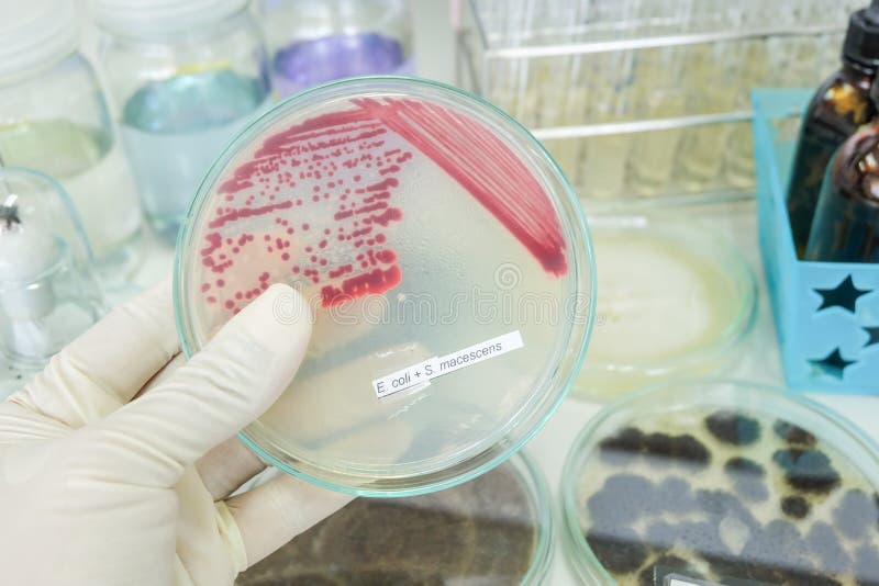 Red colony of bacteria stock image. Image of penicillin - 93206225