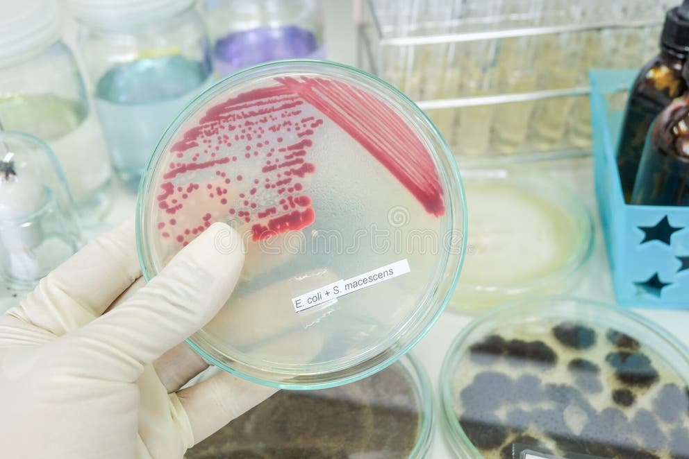 Red colony of bacteria stock image. Image of penicillin - 93206225