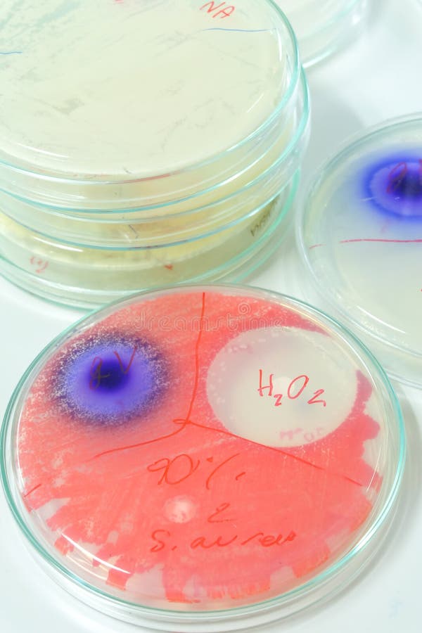 Red Colony of Becteria in Petridish Stock Image - Image of bacteria ...