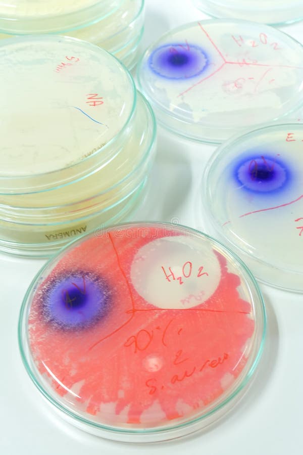 Red Colony of Becteria in Petridish Stock Image - Image of molecular ...