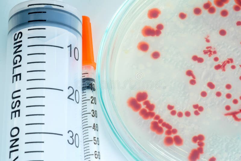 Red Colony of Becteria in Petridish Stock Photo - Image of penicillin ...