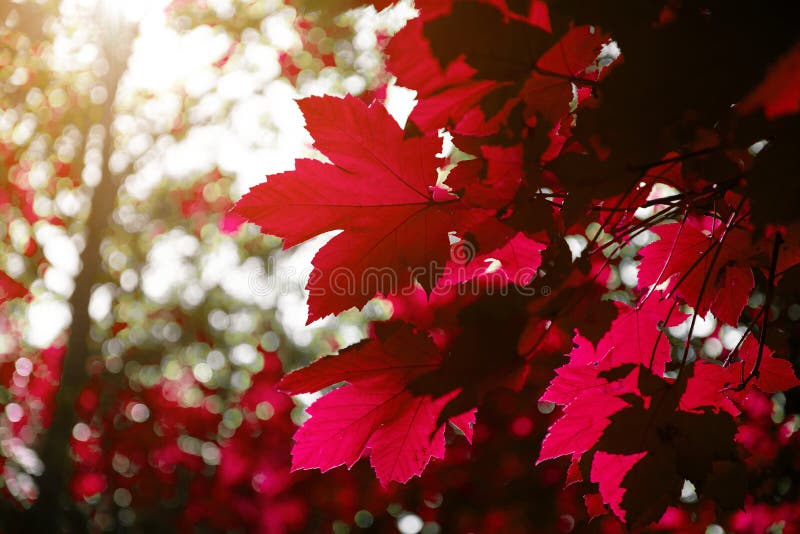 Red color Autumn leaf stock photo. Image of propagation - 199399958