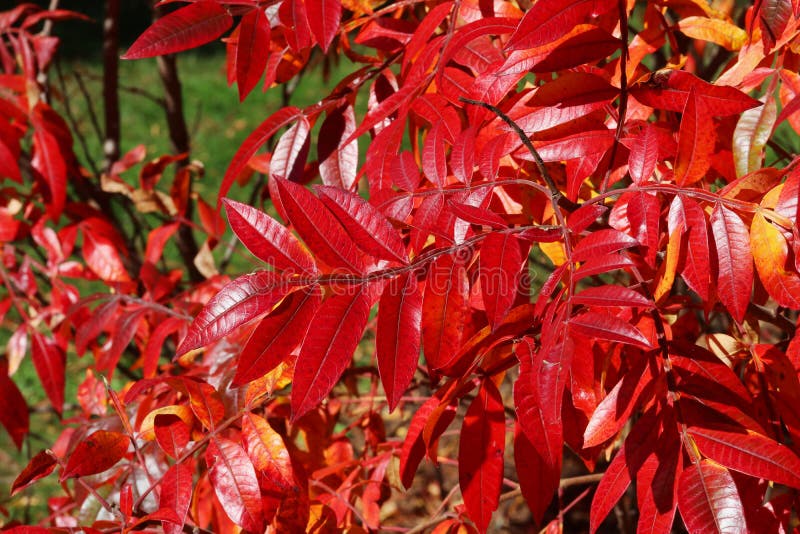 Red Color Autumn Nature Background. Stock Photo - Image of september ...