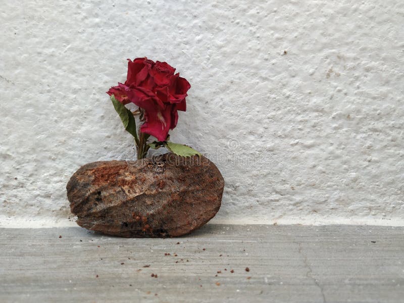 Red Bloomed Rose Inside a Mango Seed Isolated on White Background Stock ...