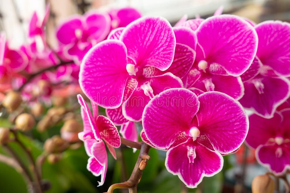 Red Color Blooming Orchids at Horizontal Composition Stock Photo ...