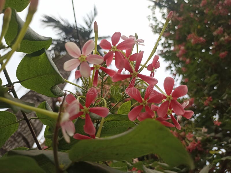 Red Color Bunch of Flowers Named Comber Indium Hanging in a Flower Tree ...