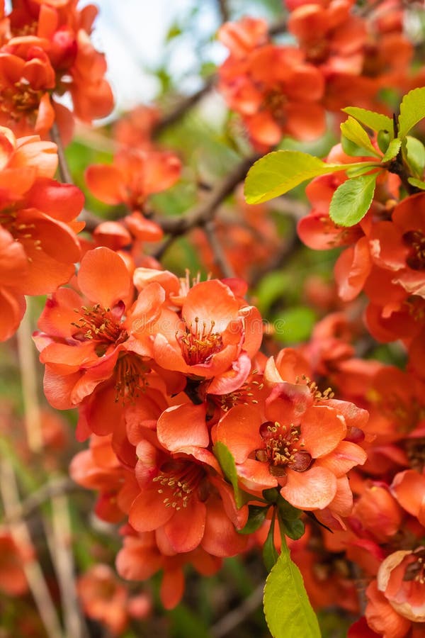 Red Color of the Bush. Useful Plant Stock Photo - Image of field ...