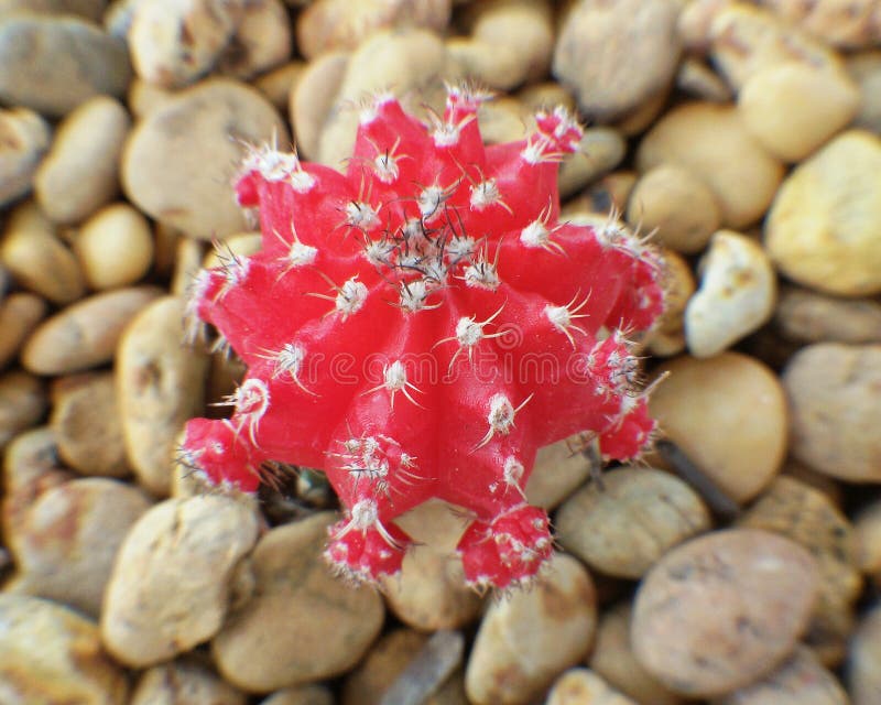 Red color cactus stock image. Image of detail, flower - 48083167