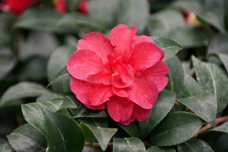 A Red Color of Camellia `October Magic Ruby` Flower Stock Image - Image ...