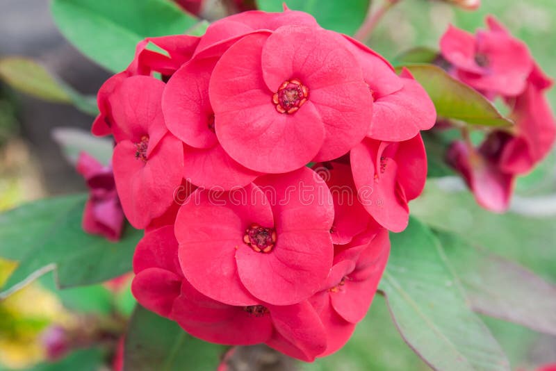 Red color Crown of Thorns stock image. Image of interior - 39332567