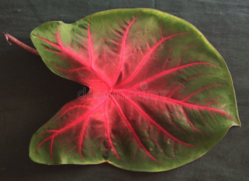 Red Color Design in Green Leaf Beautiful Stock Photo - Image of pink ...