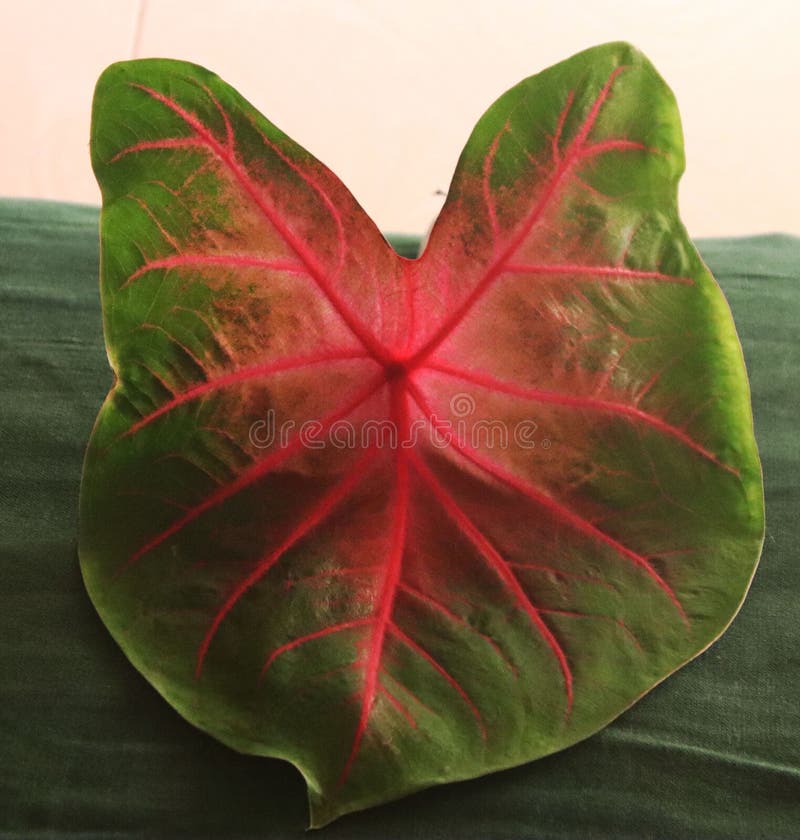 Beautiful Red Color Design on a Green Leaf Stock Image - Image of petal ...