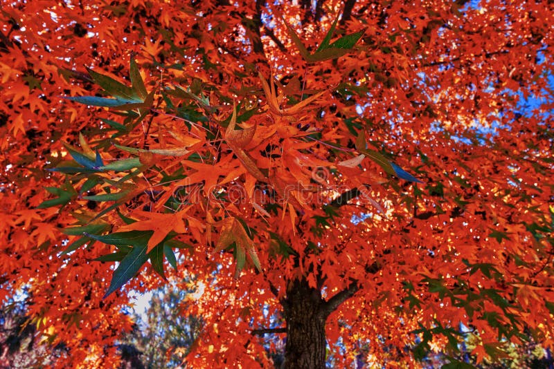 Red is the Color of the Fall , Niagara Falls, on, Canada Stock Image ...
