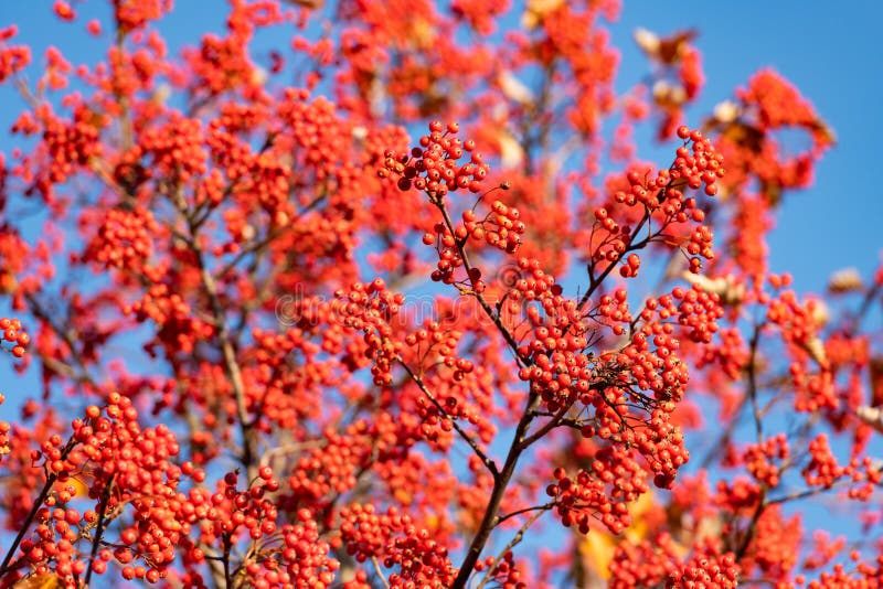 Red Color Fall Rowan Branch. Selective Focus of Red Fall Rowan Stock ...
