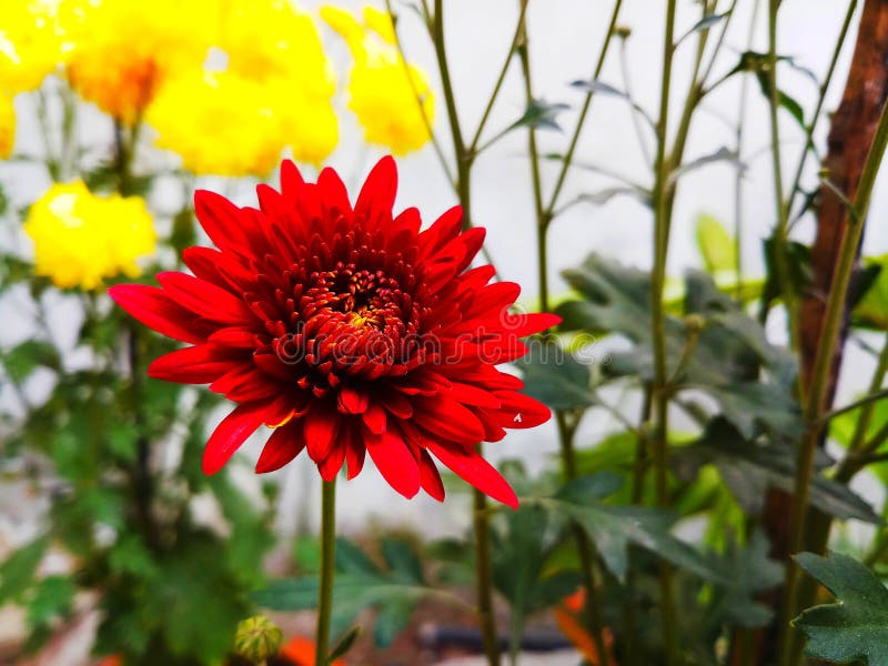 Red color flower stock image. Image of sunflower, wildflower - 232393515