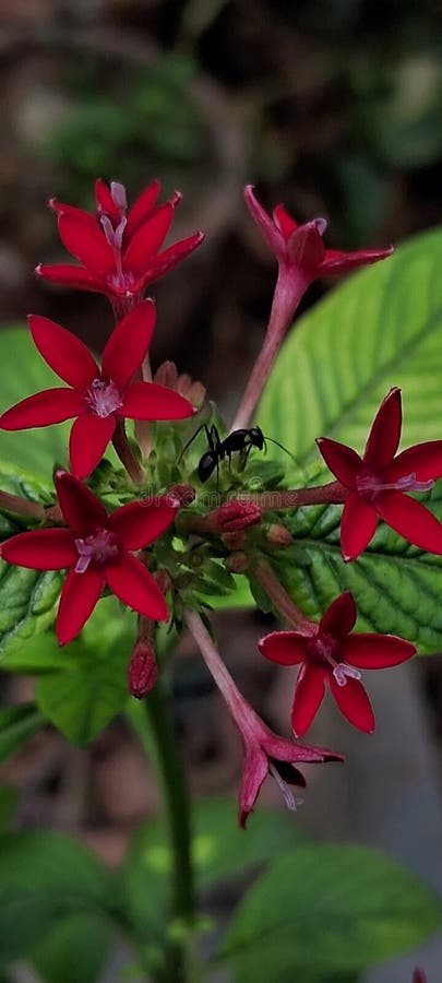 A Red Color Flower and an Ant on it Nature. Stock Photo - Image of ...