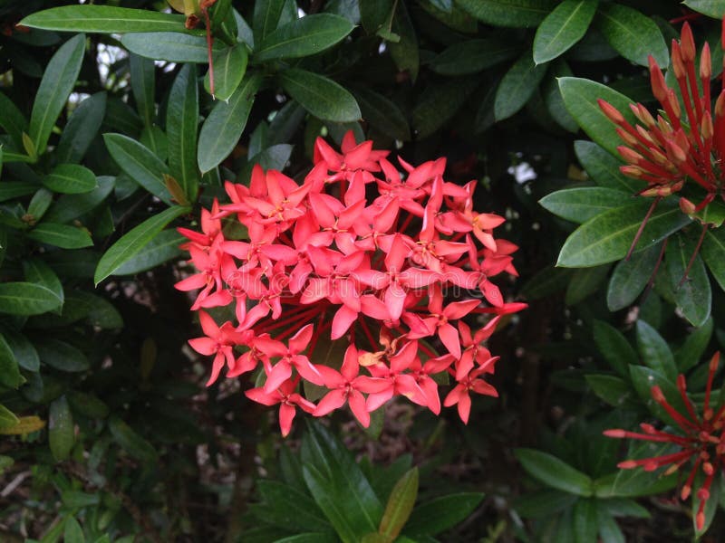 The Red Color of the Flower Grows in Tropical Climates Stock Image ...