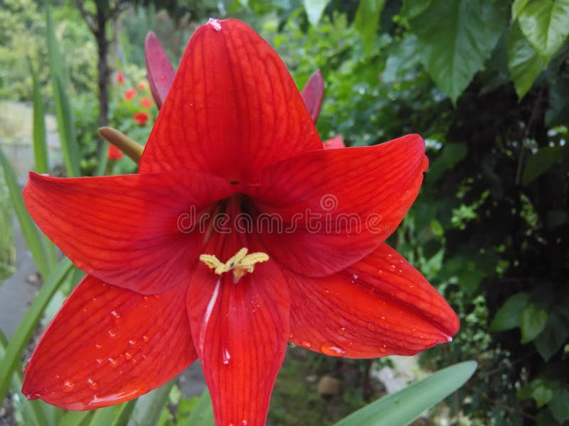 Red color flower stock image. Image of flower, home, nature - 52697345