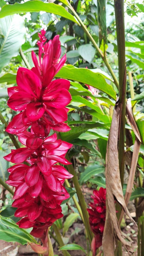 Red Color Flower of Srilanka Stock Image - Image of srilanka, flower ...