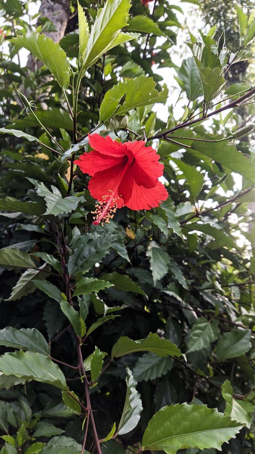 The Red Color in the Flower Symbolizes Love Stock Photo - Image of ...