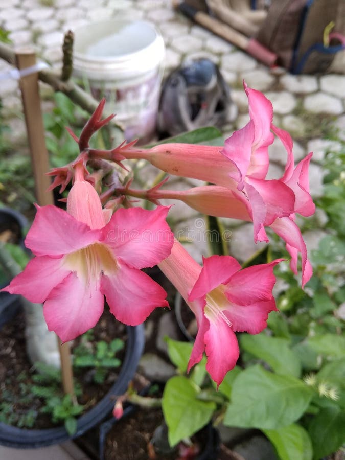 Red Color Flowers of Adenium Tree. Stock Photo - Image of petal, plant ...