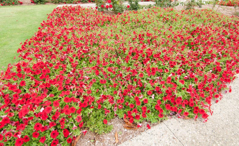 Red Color Flowers Field in Botanical Garden. Stock Photo - Image of ...