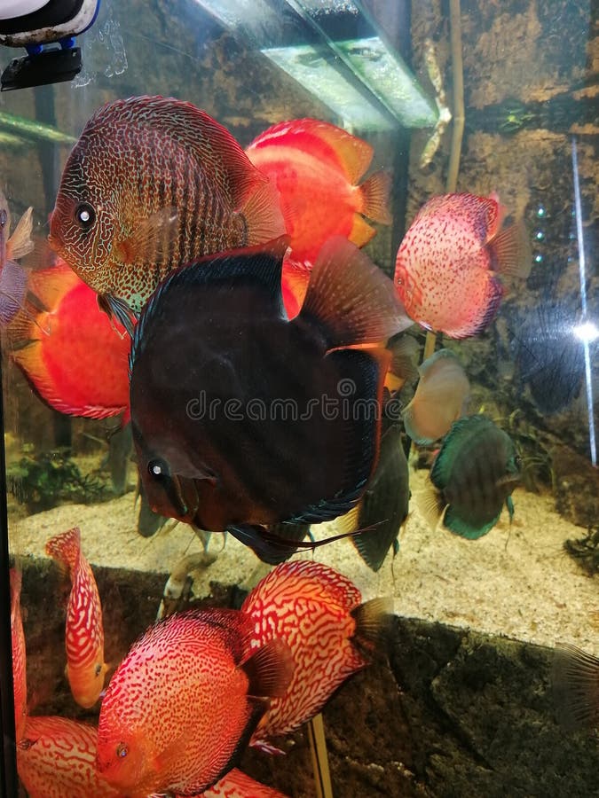 Red color food fish stock image. Image of reef, fish - 269128161