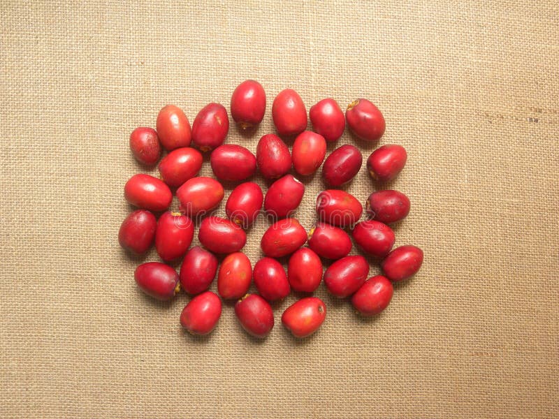 Red color fresh Dates stock image. Image of tropical - 189391623